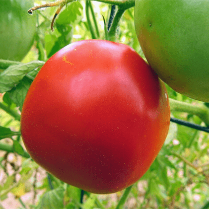 Tanunda Red Tomato – Backyard Farming Supply