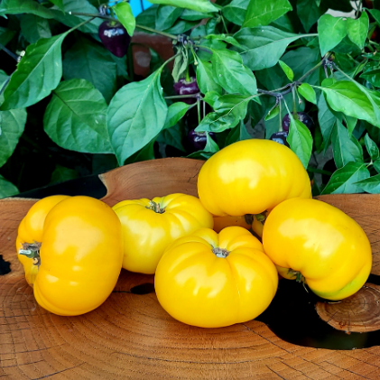 Dwarf Elsie's Fancy Tomato – Backyard Farming Supply