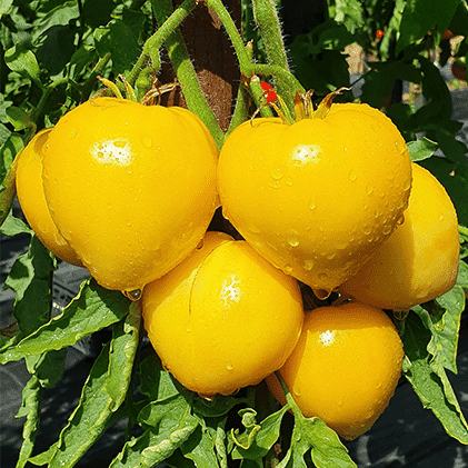 Dwarf Golden Heart Tomato – Backyard Farming Supply