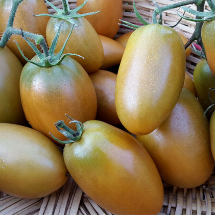 Dwarf Laura's Bounty Tomato – Backyard Farming Supply