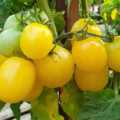 Dwarf Mandurang Moon Tomato – Backyard Farming Supply