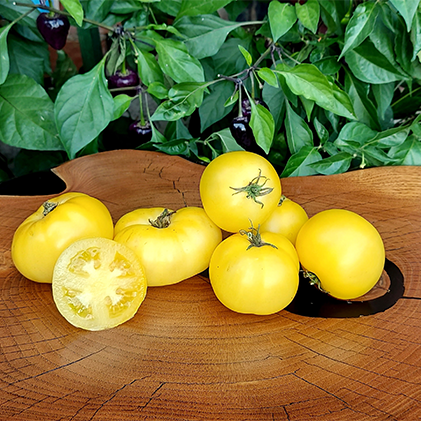 Dwarf Pico's Pride Tomato – Backyard Farming Supply