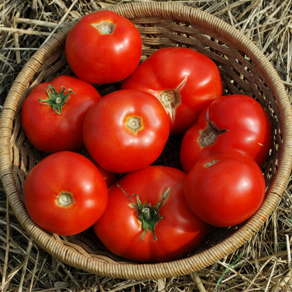 Iditarod Red Tomato – Backyard Farming Supply