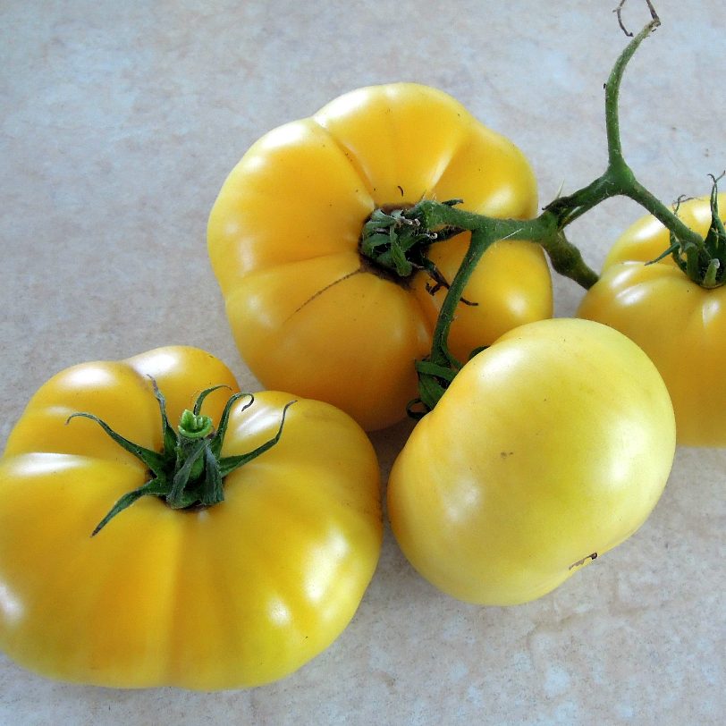 Summertime Gold Tomato – Backyard Farming Supply