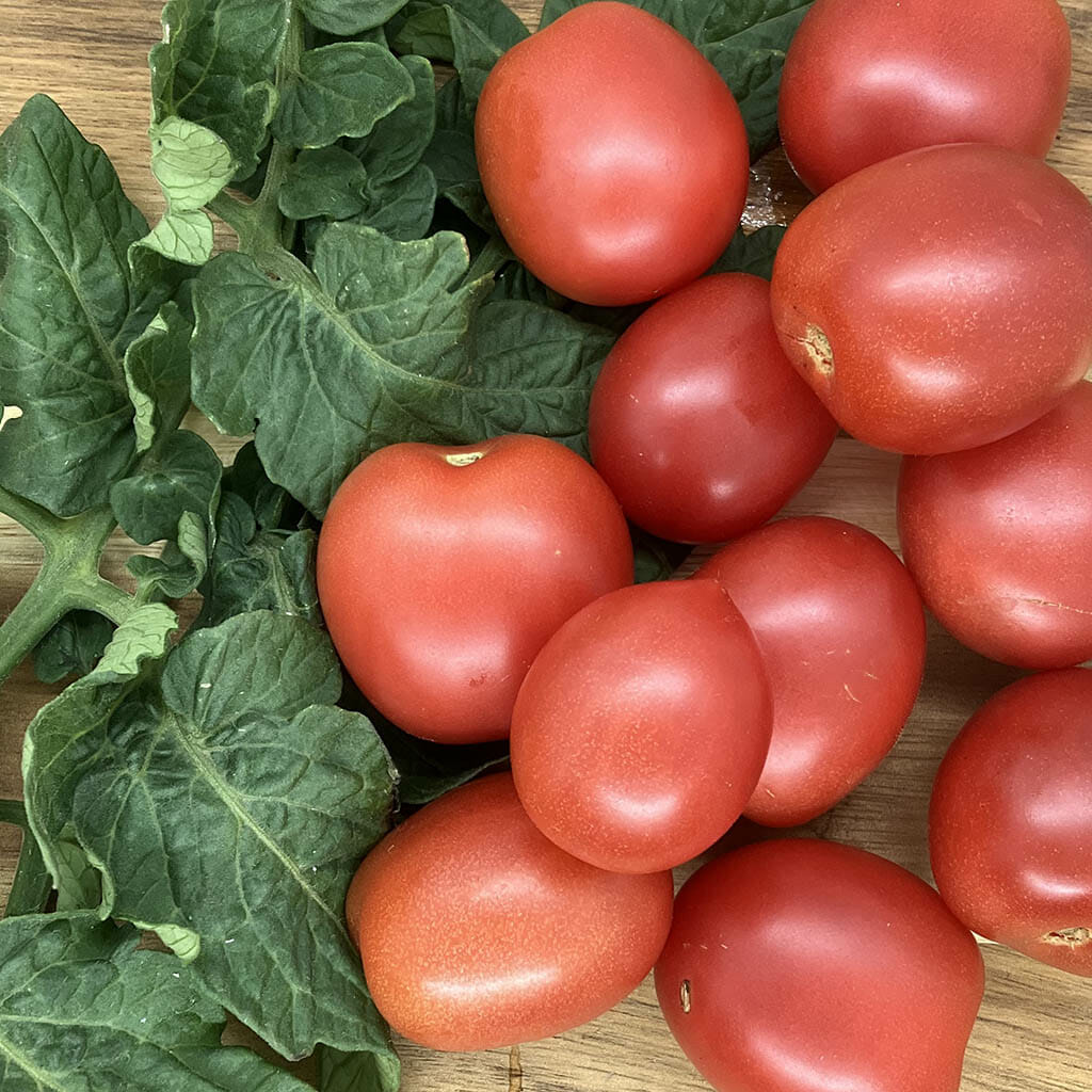 Dwarf Bendigo Drop Tomato – Backyard Farming Supply