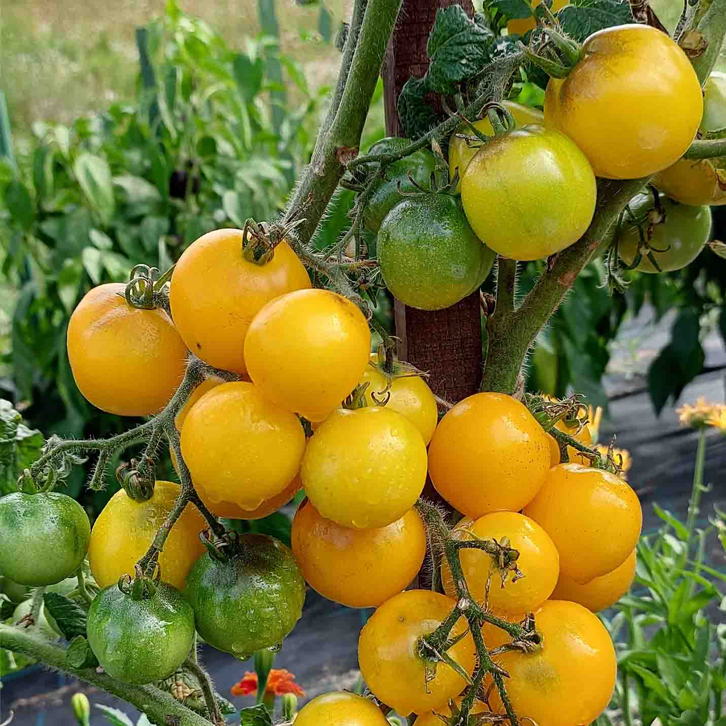 Dwarf Moby's Cherry Tomato – Backyard Farming Supply
