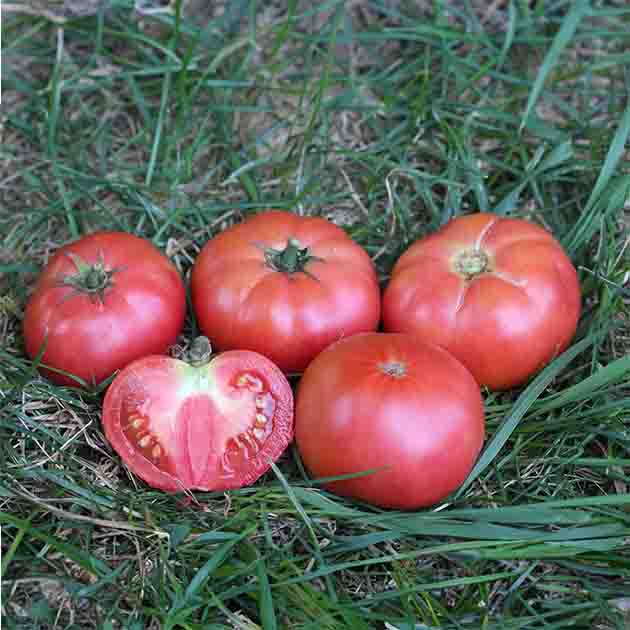 Dwarf Arctic Rose Tomato – Backyard Farming Supply